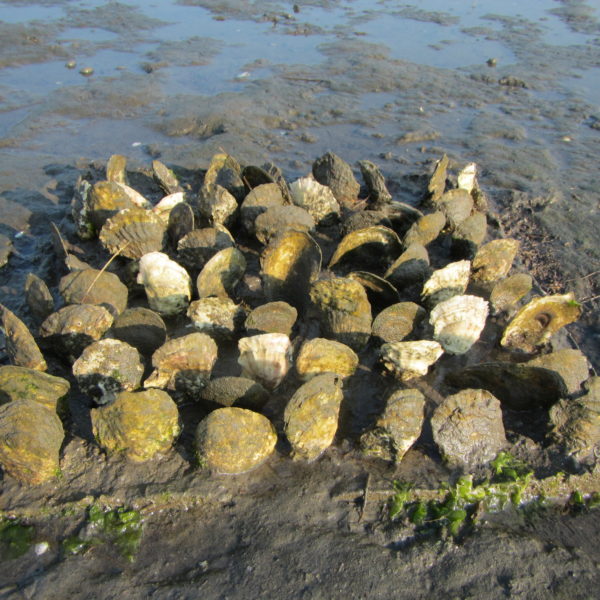 Jonathan Grabowski - Northeastern University College of Science