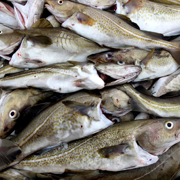 Jonathan Grabowski - Northeastern University College of Science