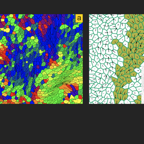 Max Bi - Northeastern University College of Science