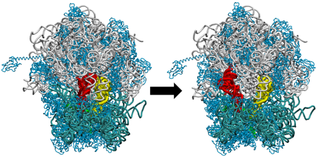 The Ribosome: Is it the Key to the Next Generation of Antibiotic ...