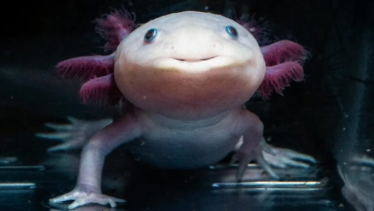 How do axolotls regenerate limbs and organs? This researcher has ...