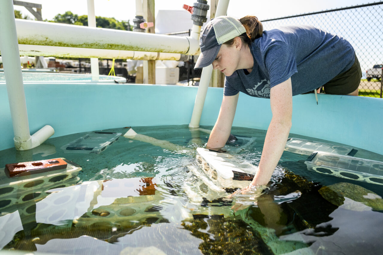 MSC Summer Internship - Northeastern University College of Science